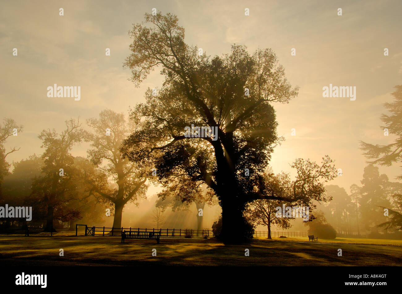 Sunrise behind oak tree Stock Photo - Alamy