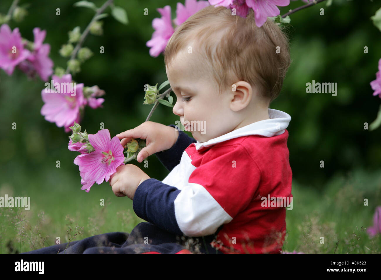Toddler sniff smell flower hi-res stock photography and images - Alamy