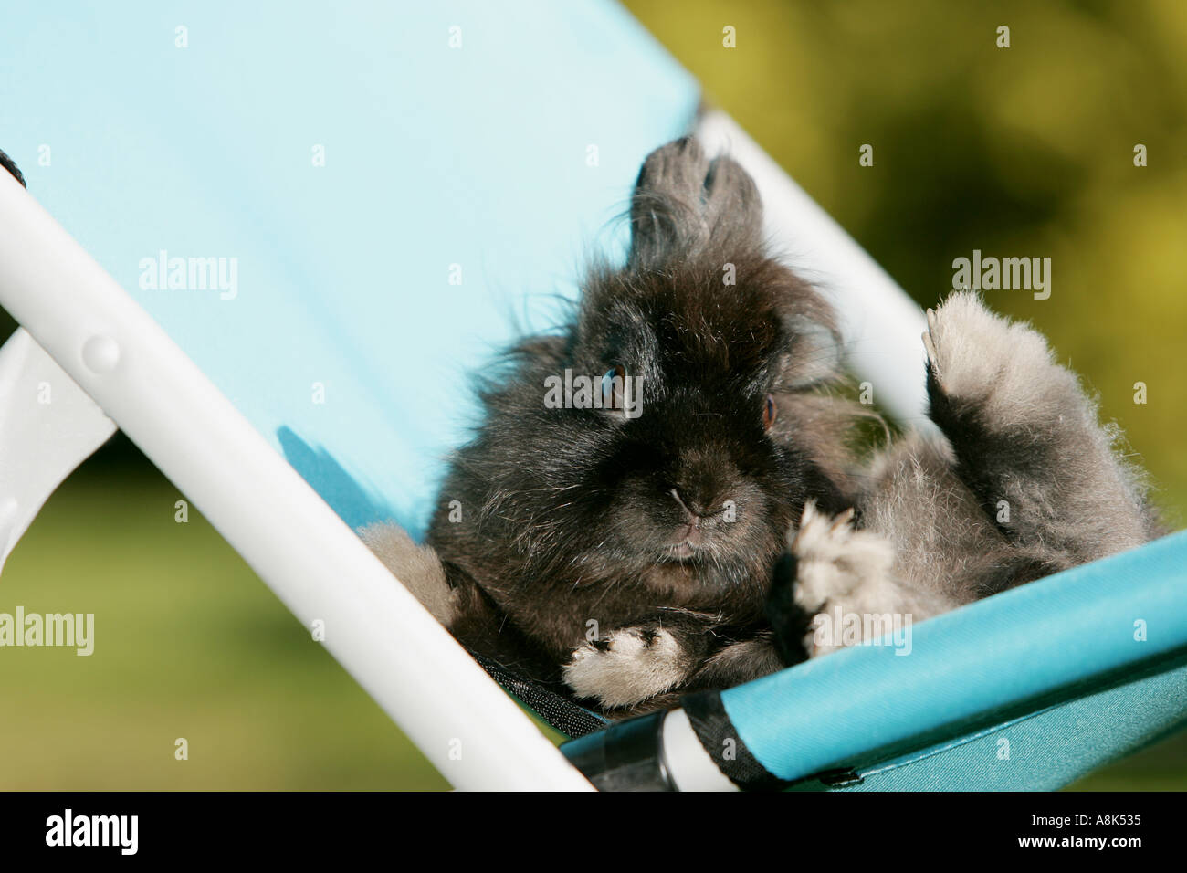 Bunny sunbathing hi-res stock photography and images - Alamy