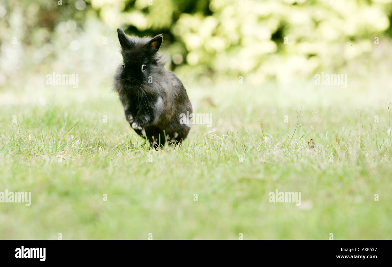 Black lionhead rabbit hi-res stock photography and images - Alamy