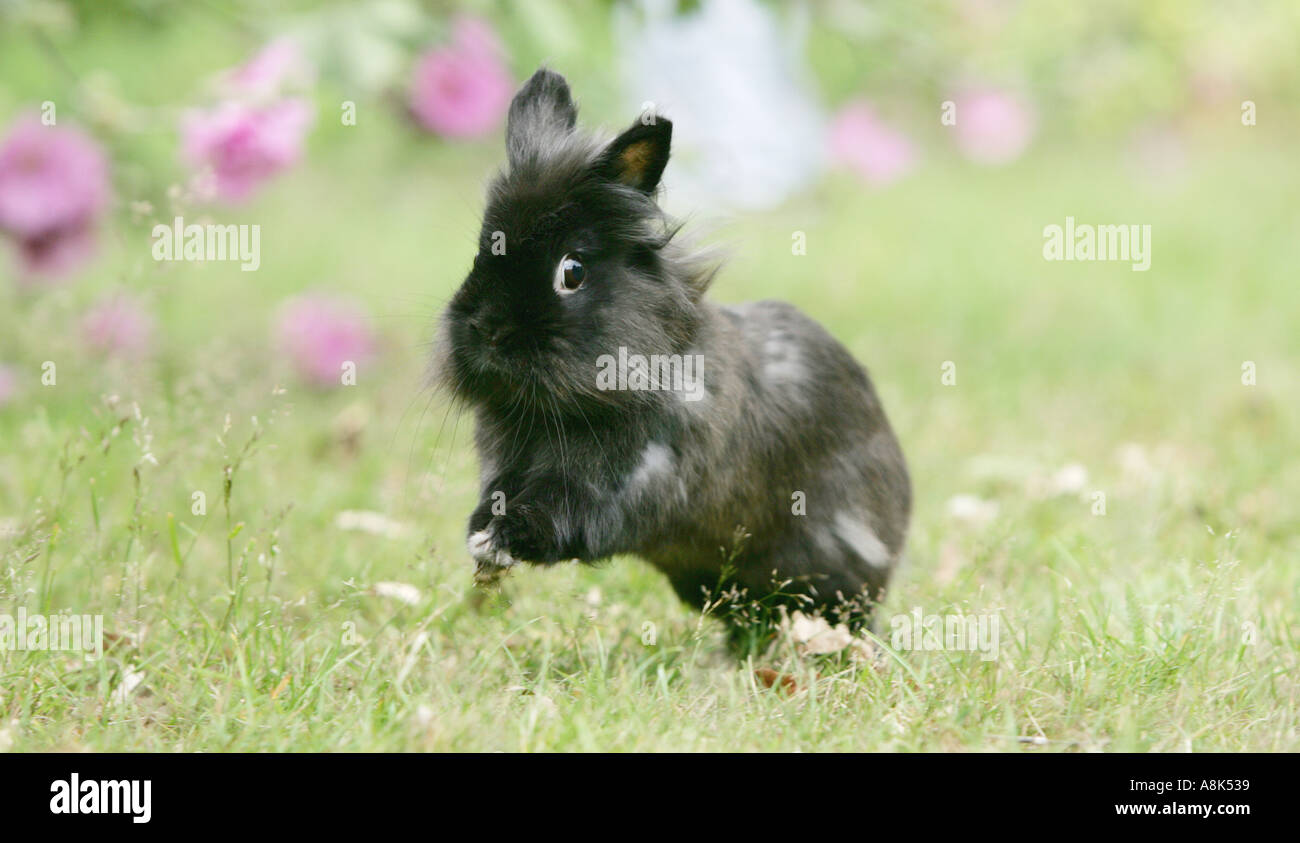 RABBIT RUNNING THROUGH FIELD Stock Photo - Alamy