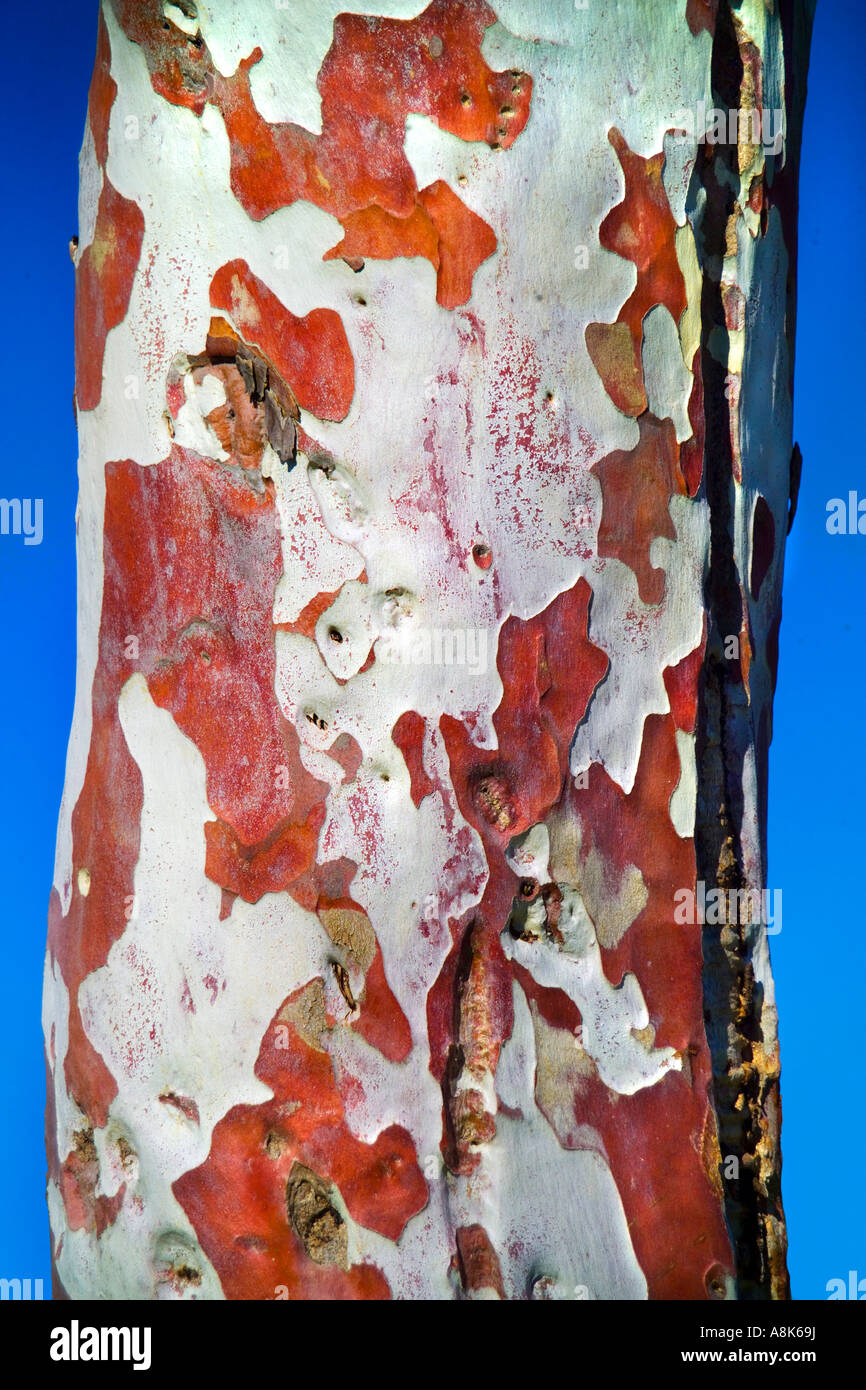 graphic close up image of Australian eucalputus trees showing the ...