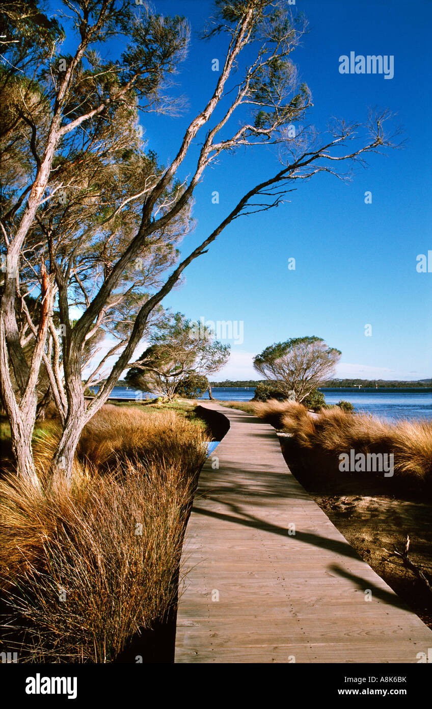 Coastal Boardwalk pathway along lake with woody tea trees and coastal ...