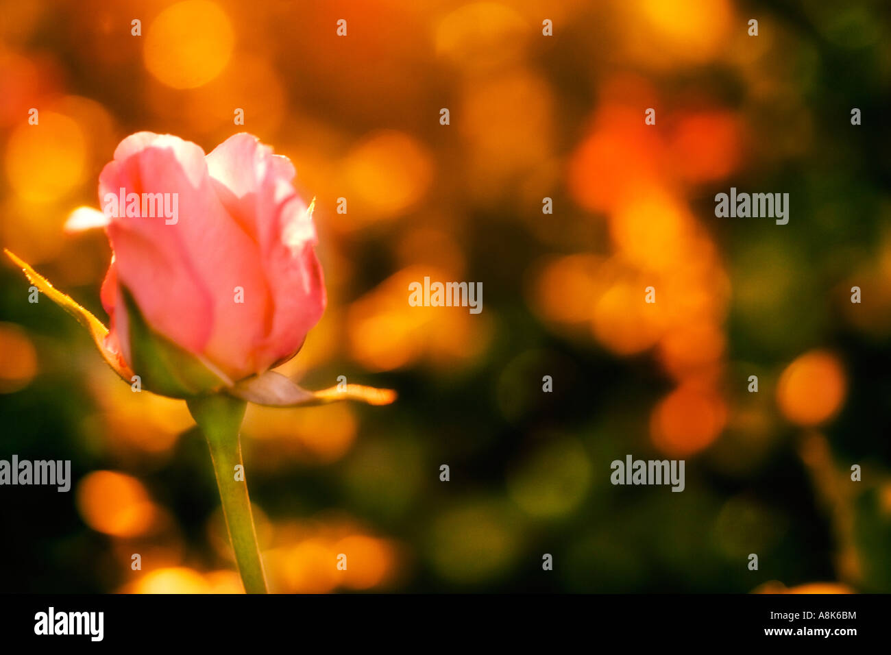 Pink rose against a fiery sparkling background Stock Photo - Alamy