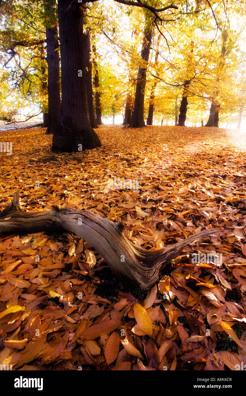 Beautiful scene autumn park hi-res stock photography and images - Alamy