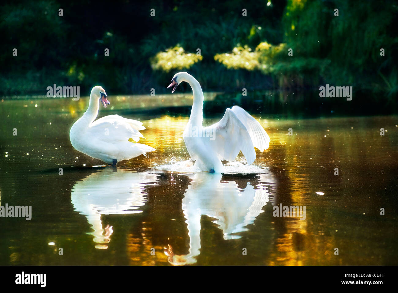 two beautiful white swans on a lake in an English park Stock Photo - Alamy