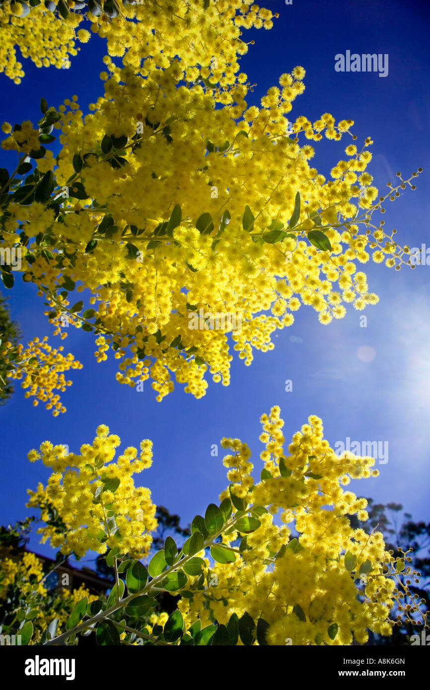 Wattle tree hi-res stock photography and images - Alamy