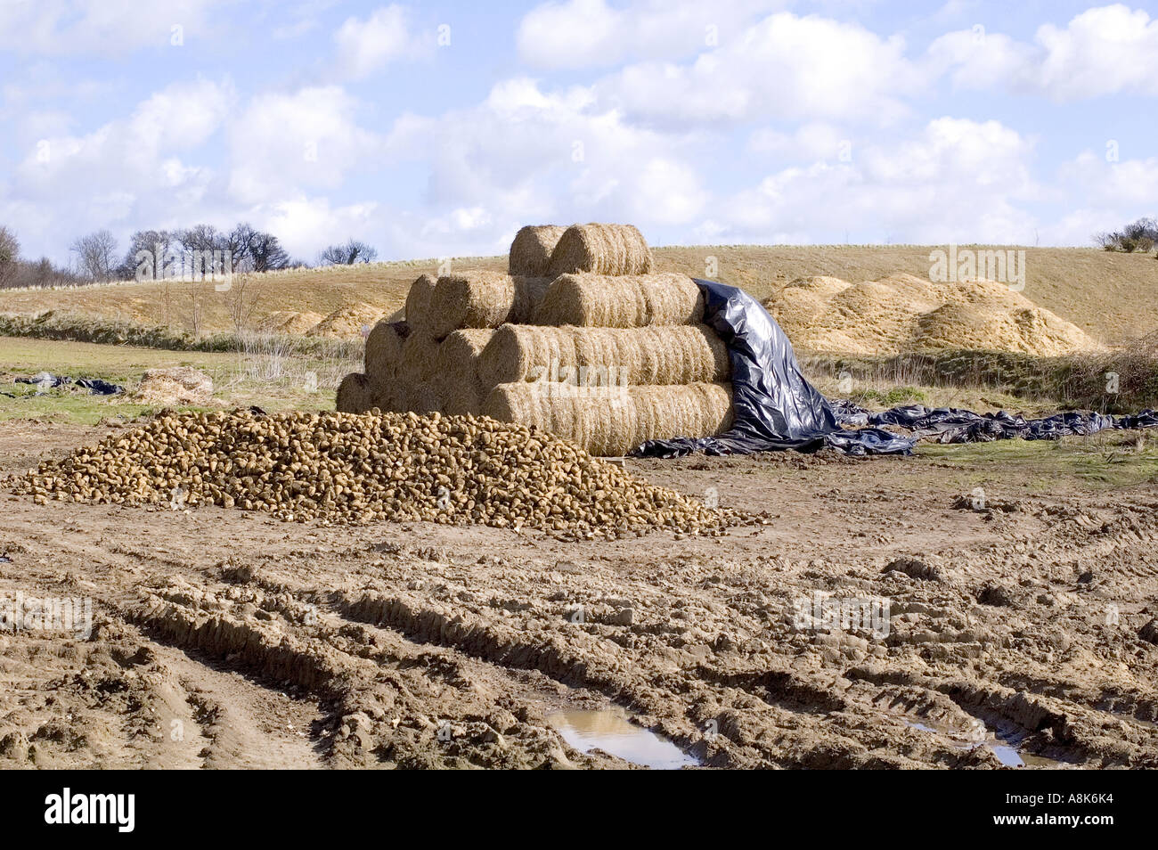 Norfolk 5 hi-res stock photography and images - Alamy
