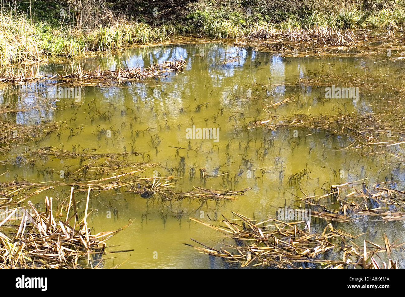 Swamp like hi-res stock photography and images - Alamy