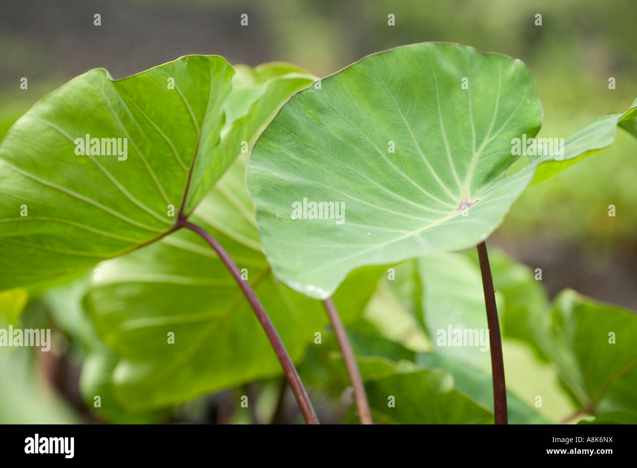 Botanical garden hana hi-res stock photography and images - Alamy