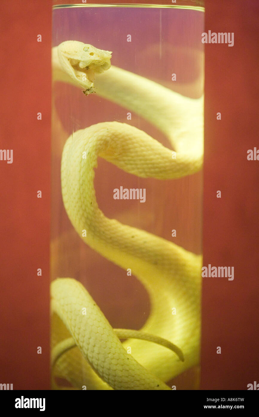 Snake in Glass Container Preserved in Formalin Stock Photo - Alamy