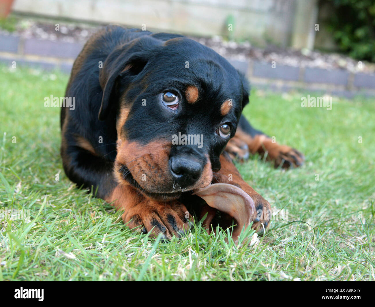 A young rottweiler chewing a dogs ear Stock Photo - Alamy