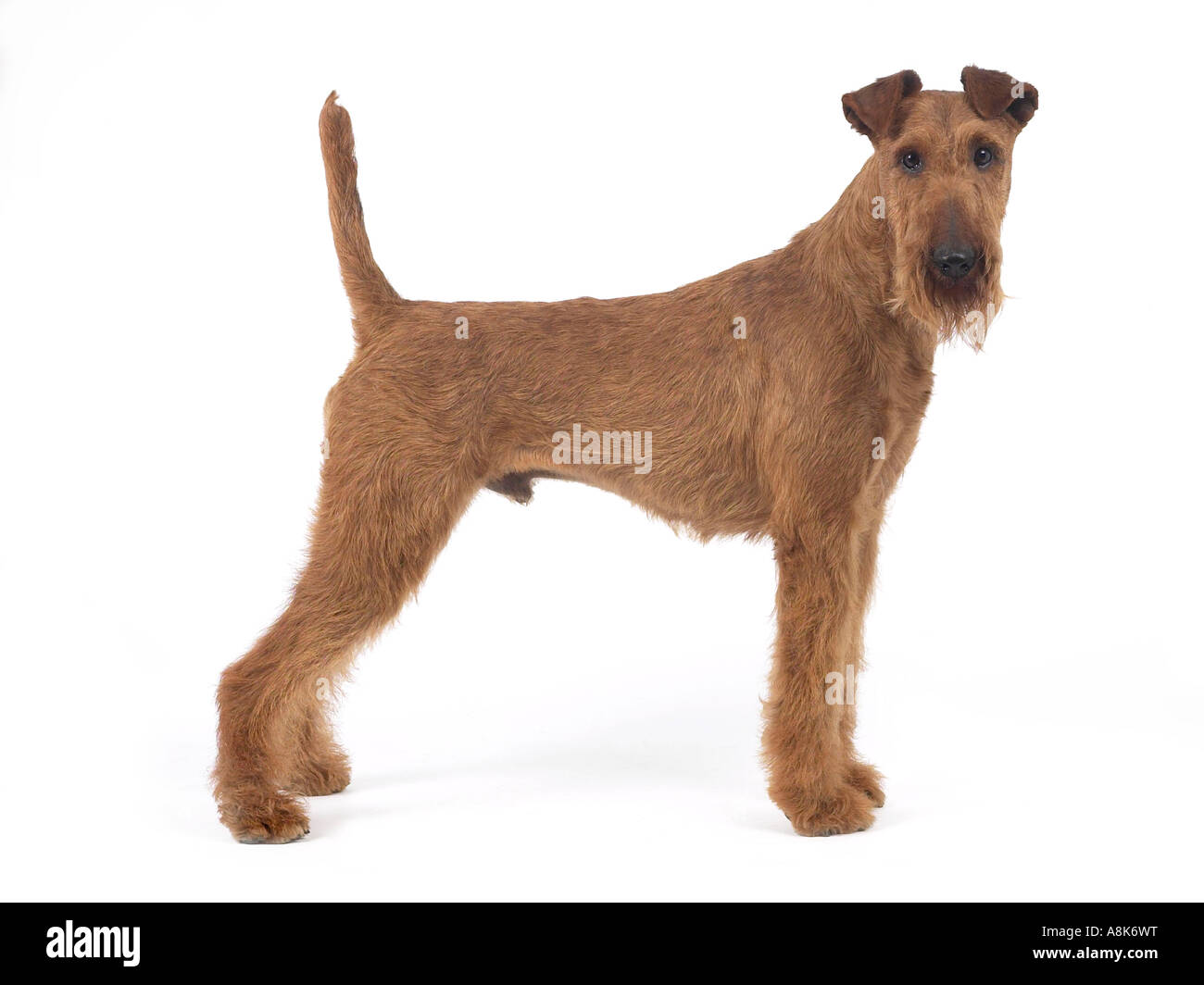 An irish terrier standing Stock Photo - Alamy