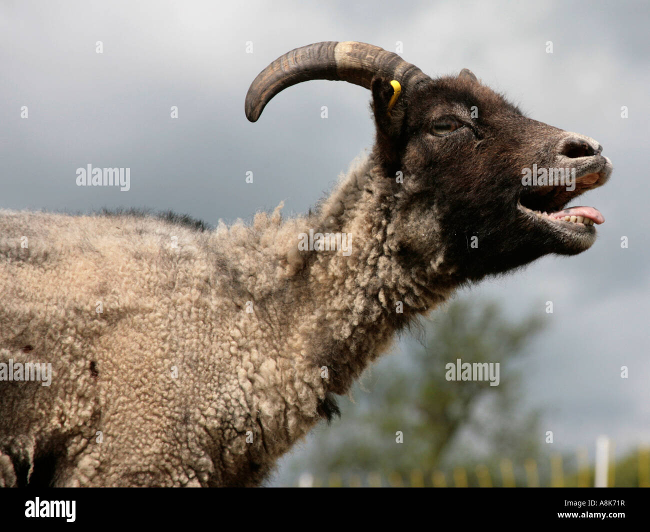 A North Ronaldsay sheep bleating Stock Photo - Alamy