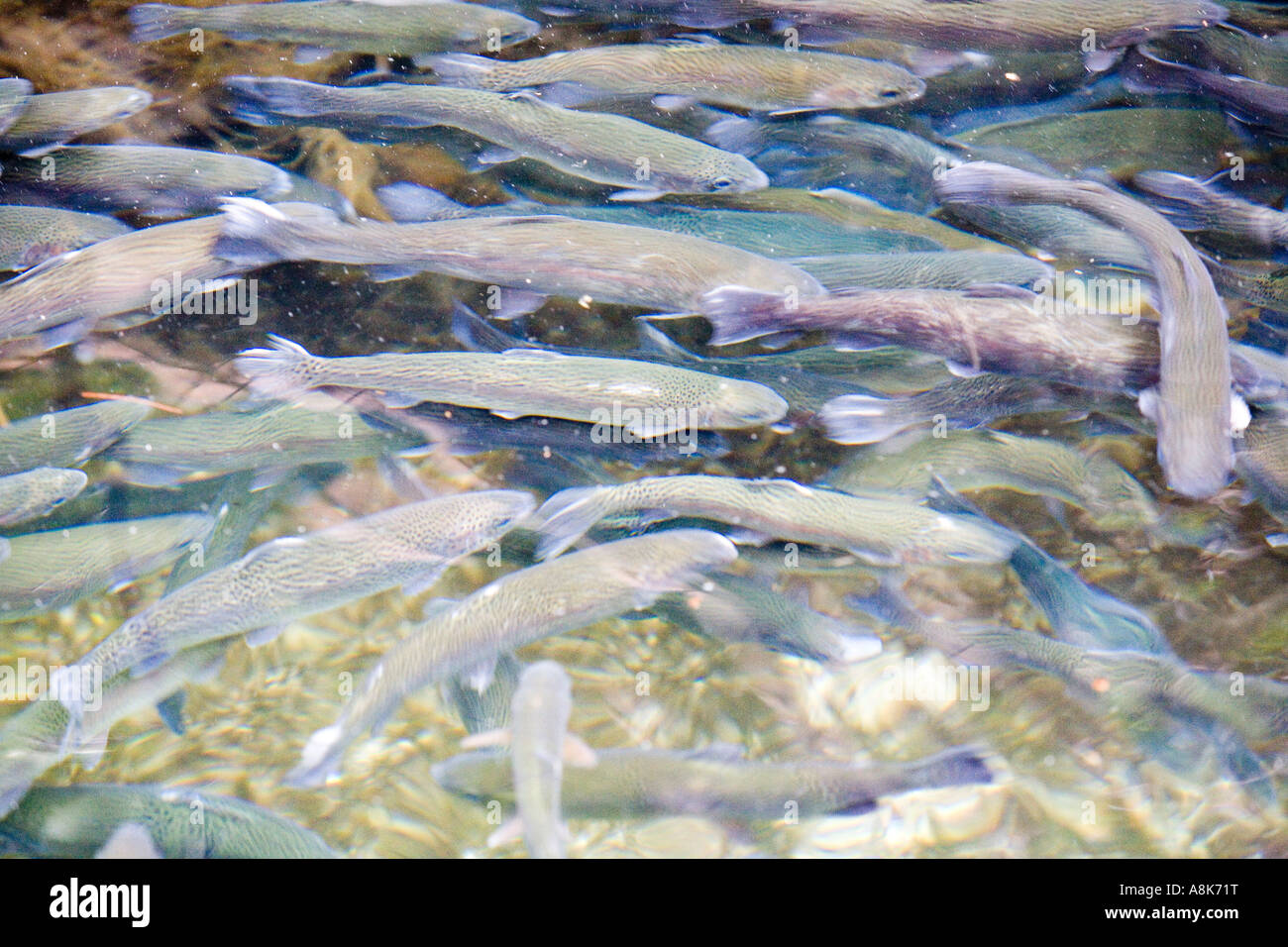 Young Trout Hatchery Stock Photo - Alamy