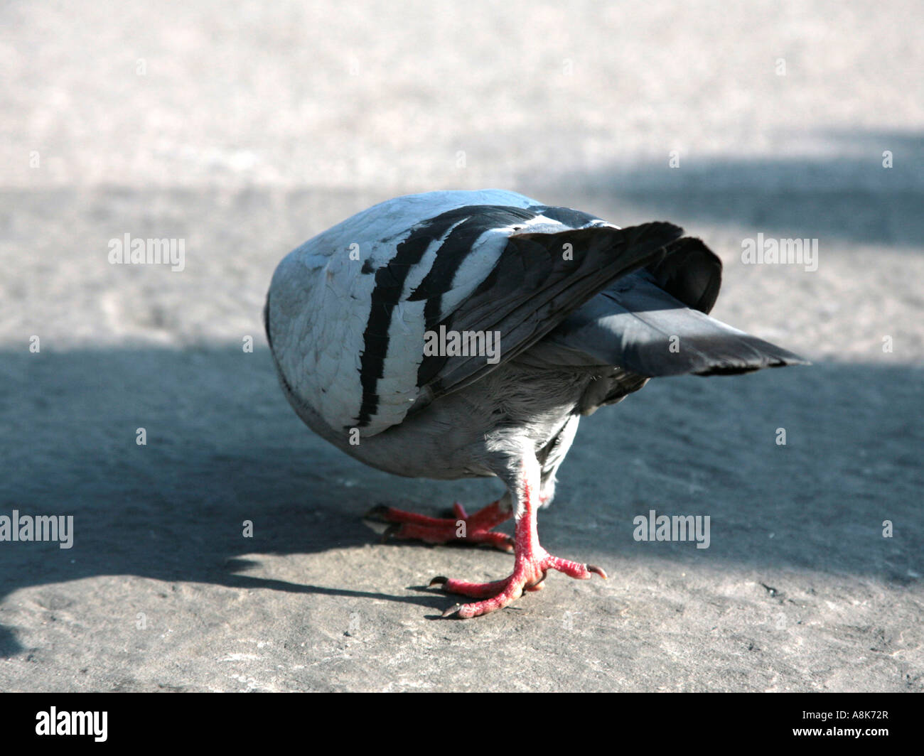 A peck hi-res stock photography and images - Alamy