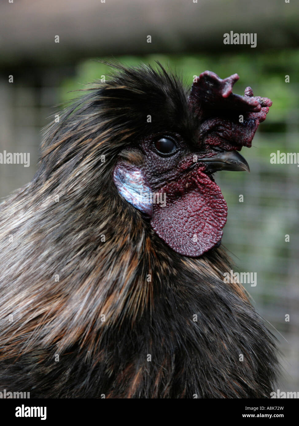 The head of a fancy chicken Stock Photo - Alamy