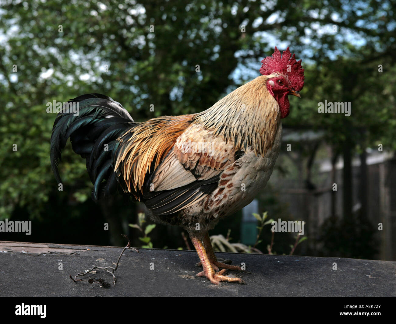 Cockeril hi-res stock photography and images - Alamy