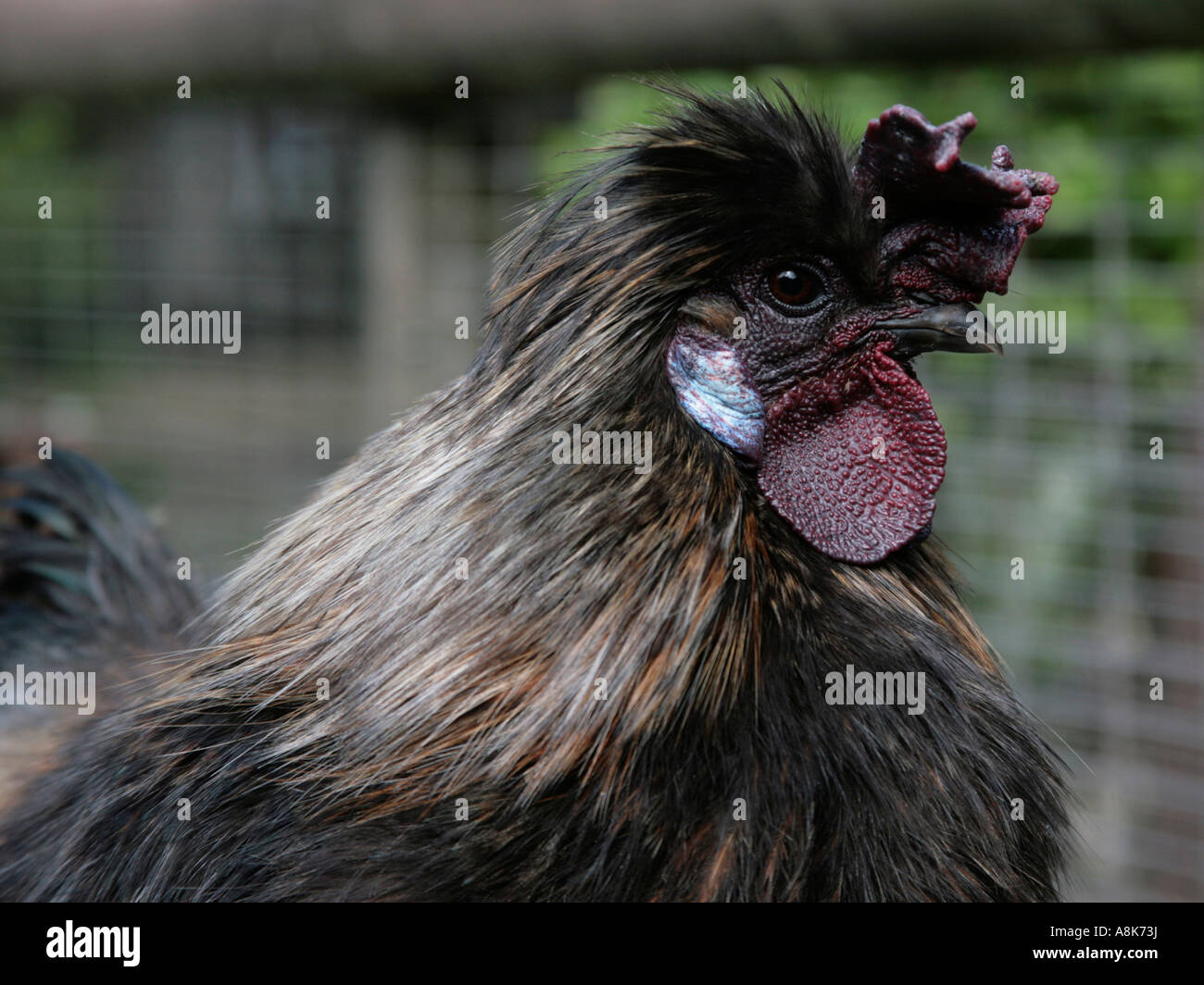 The head of a fancy chicken Stock Photo - Alamy