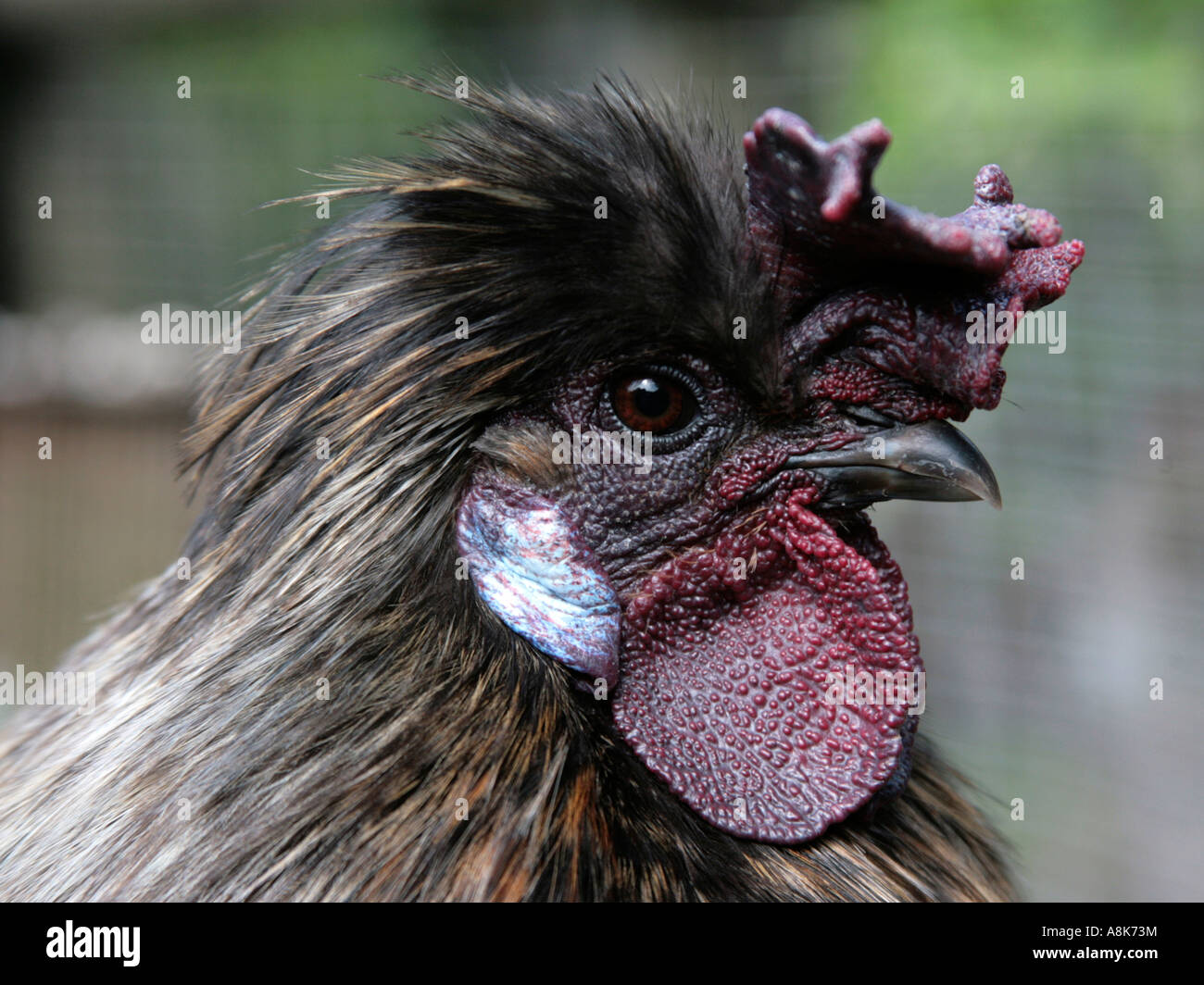 A head of a fancy chicken Stock Photo - Alamy