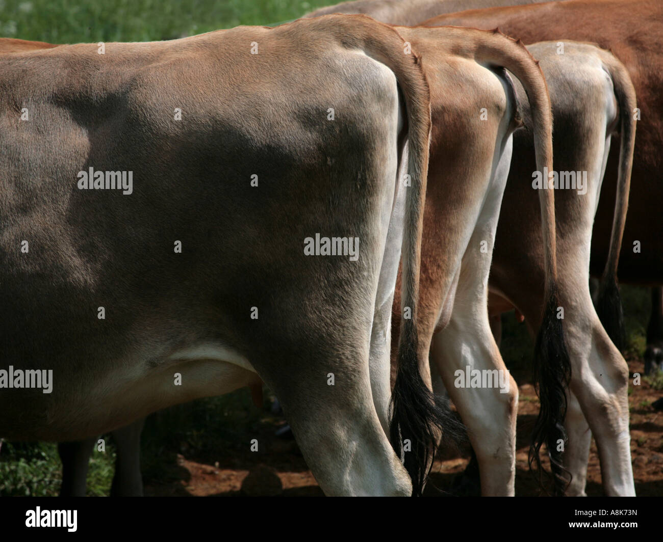 Line of cows hi-res stock photography and images - Alamy