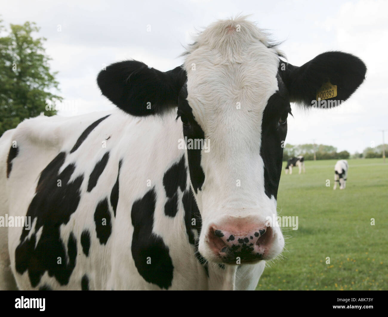 A friesian cow that is spotty like a dalmation Stock Photo - Alamy