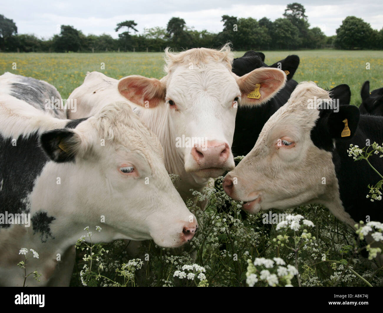 Three cows together hi-res stock photography and images - Alamy