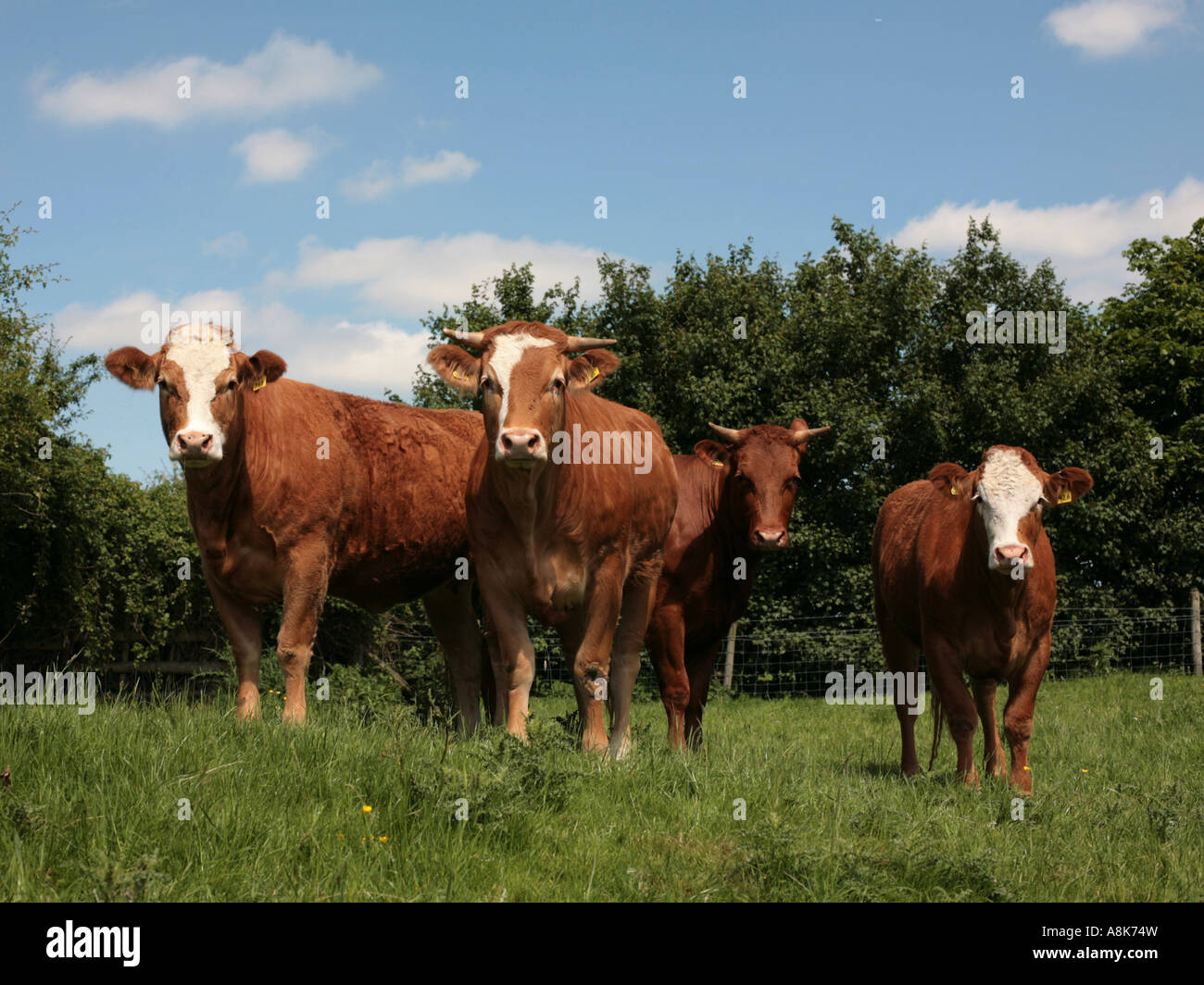 A group of brown cows in a field Stock Photo - Alamy
