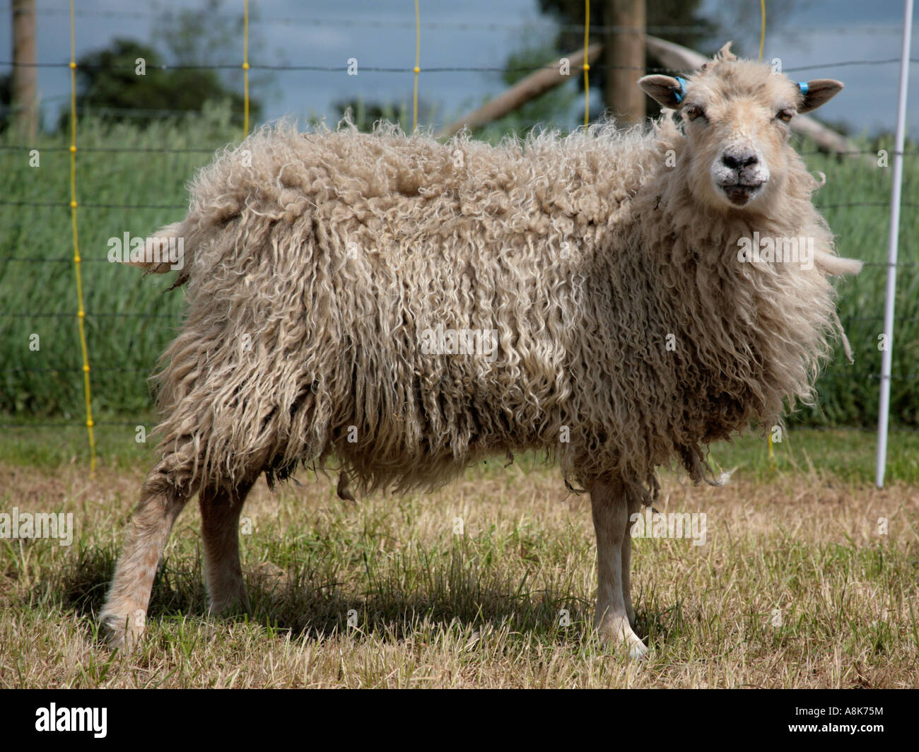A North Ronaldsay sheep with a thick fleece Stock Photo - Alamy