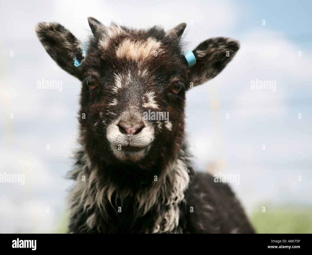 North ronaldsay and sheep hi-res stock photography and images - Alamy
