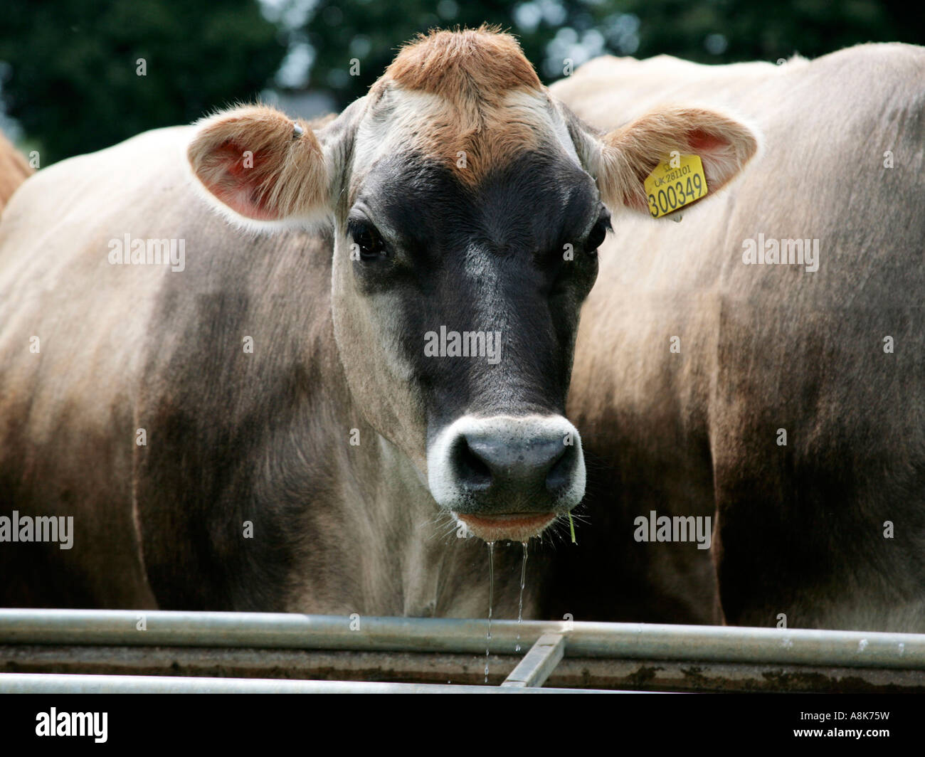 A jersey cow drinking from a water trough Stock Photo - Alamy