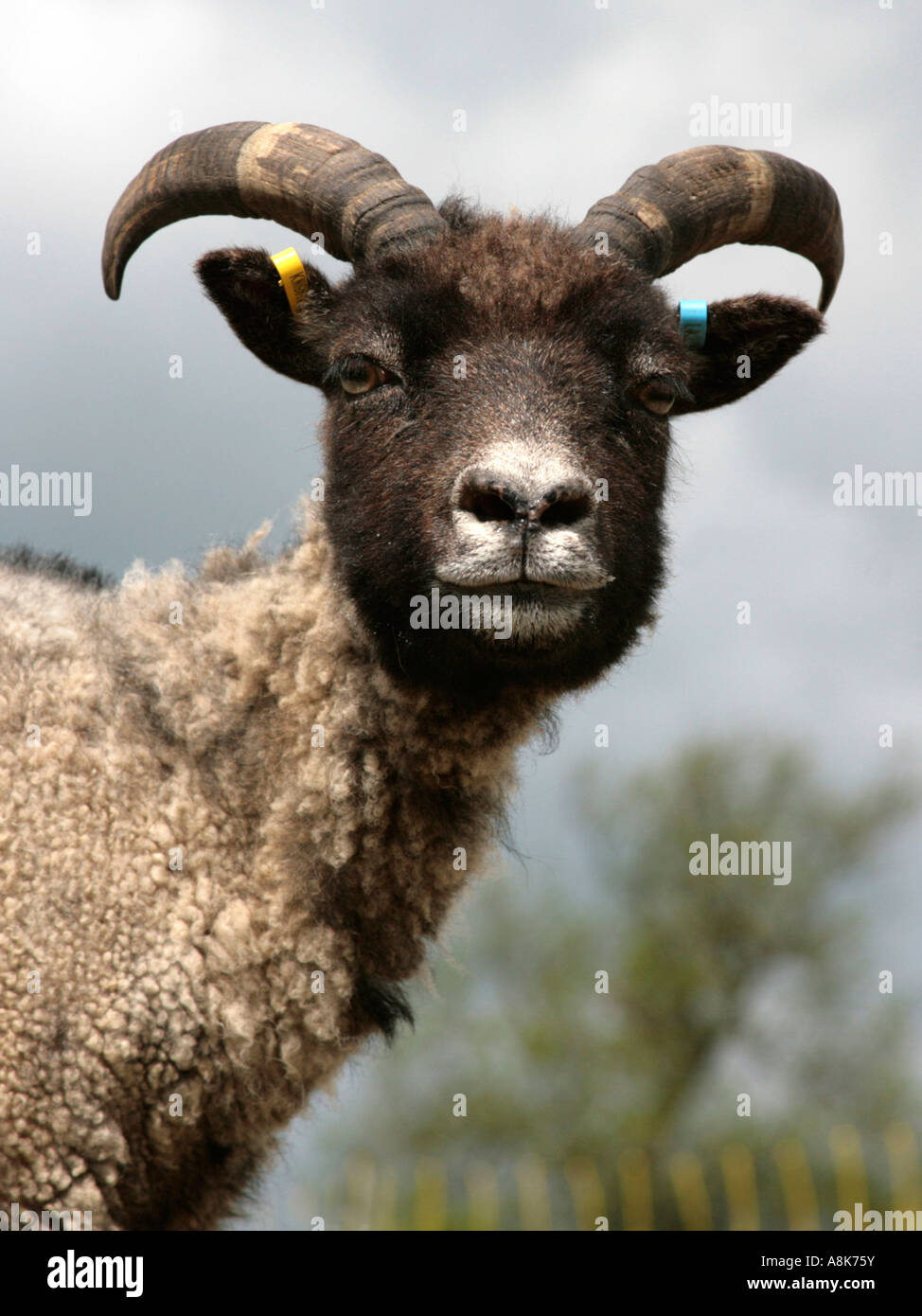 The head of a North Ronaldsay sheep Stock Photo - Alamy
