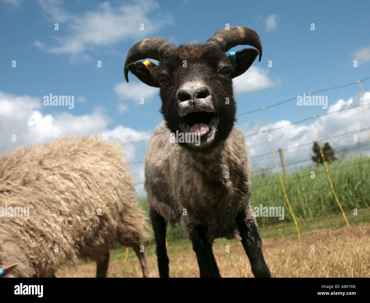 A North Ronaldsay sheep bleating Stock Photo - Alamy