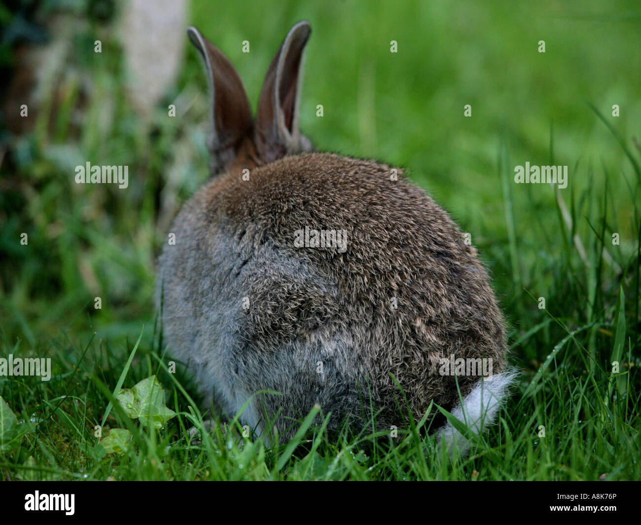 The back of a wild rabbit Stock Photo - Alamy
