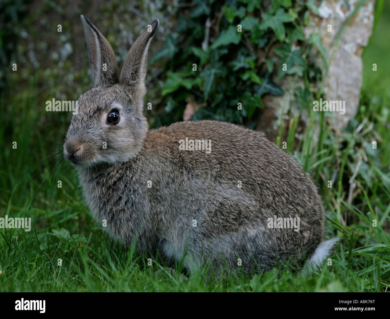 A wild grey rabbit in the grounds of a cemetery Stock Photo - Alamy