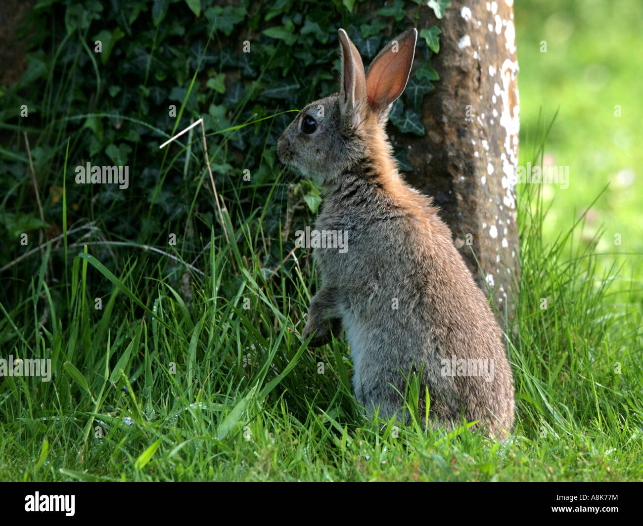 A wild rabbit on its hind legs listening Stock Photo - Alamy