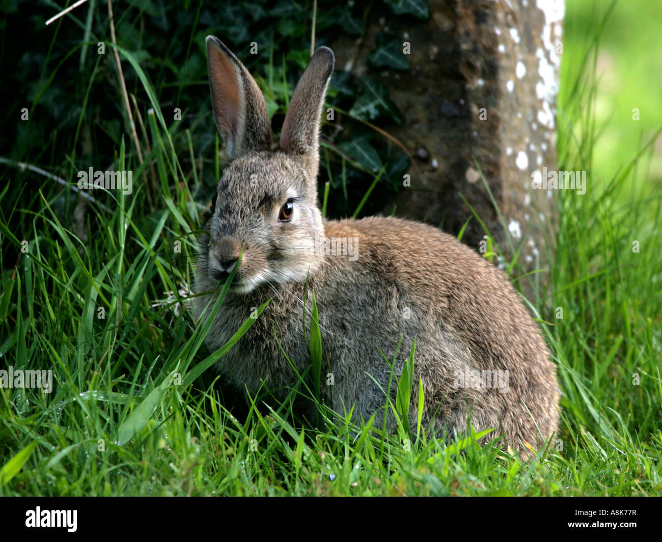 A wild rabbit eating some grass in a cemetery Stock Photo - Alamy