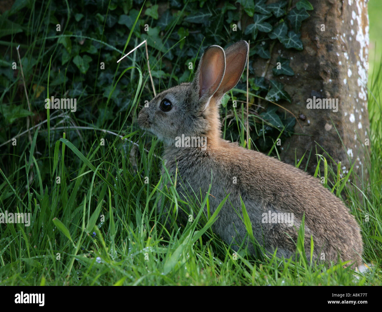 Worried rabbit hi-res stock photography and images - Alamy