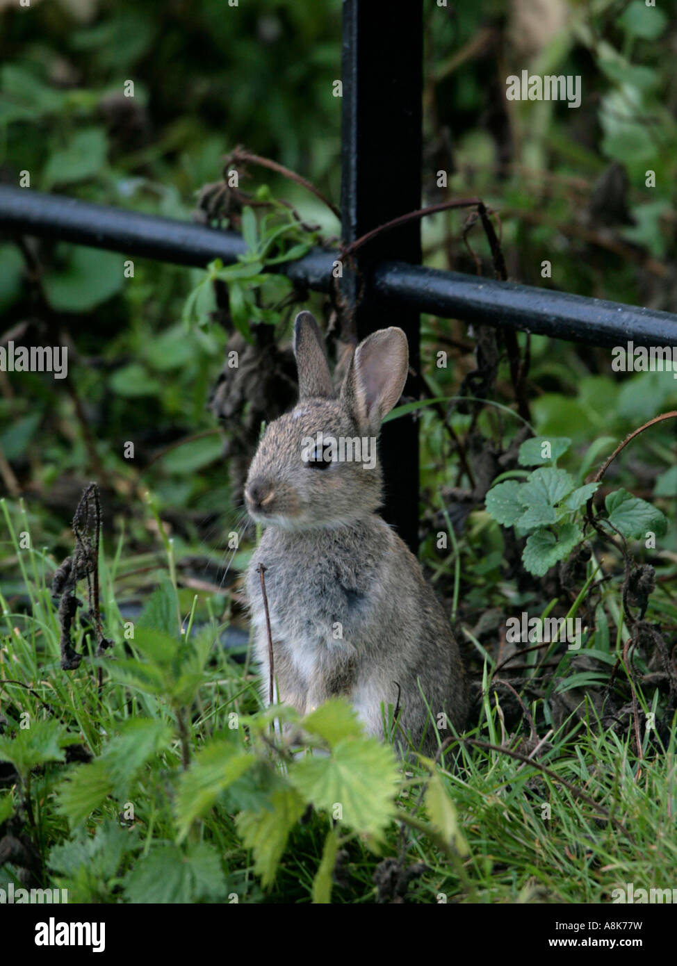 A wild rabbit on its hind legs listening Stock Photo - Alamy
