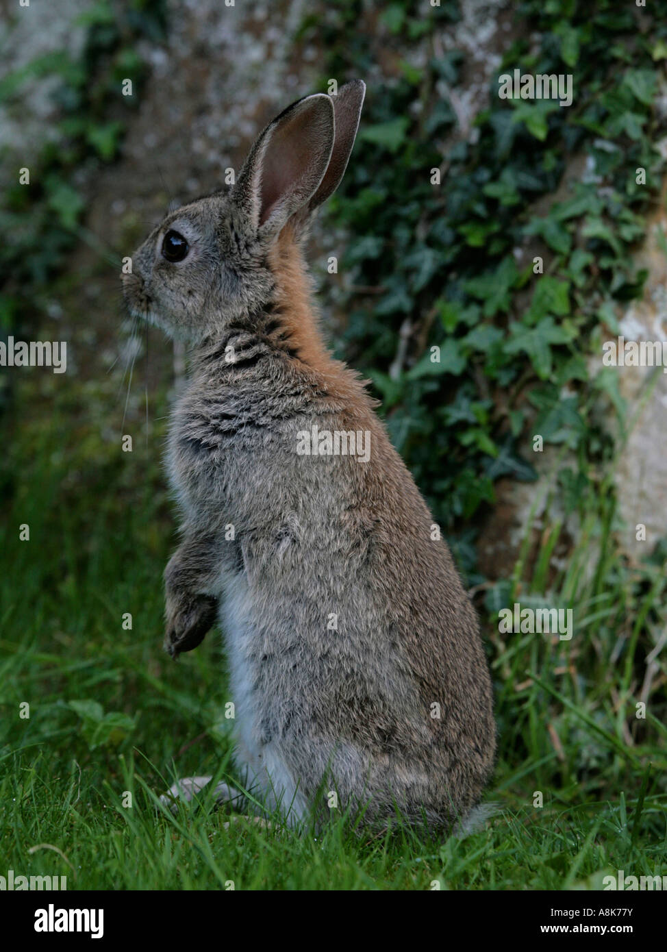 Worried rabbit hi-res stock photography and images - Alamy