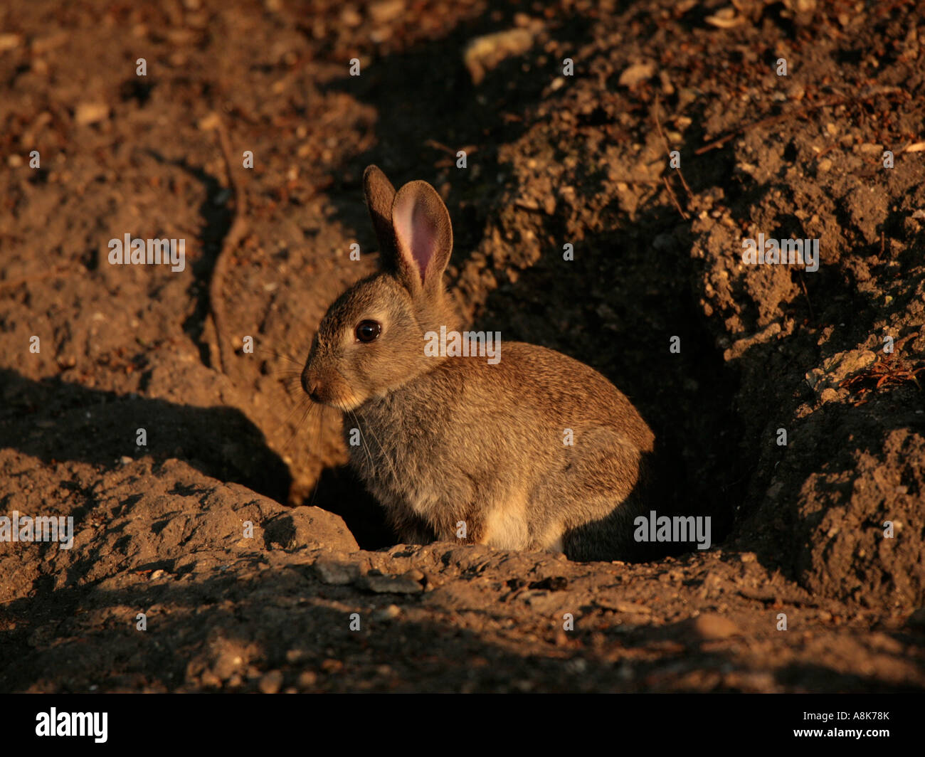 A small wild rabbit in front of his burrow Stock Photo - Alamy