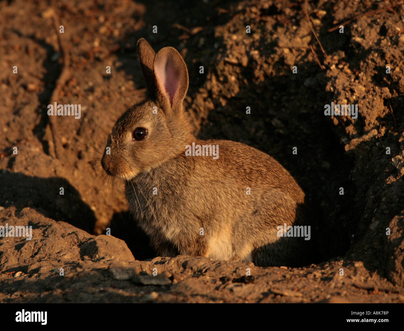 A small wild rabbit in front of his burrow Stock Photo - Alamy