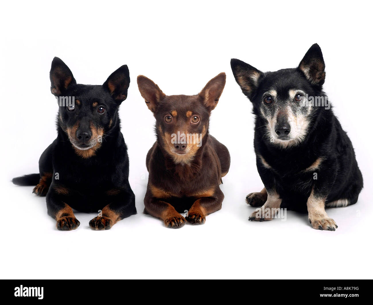 A group of Lancashire heelers Stock Photo - Alamy