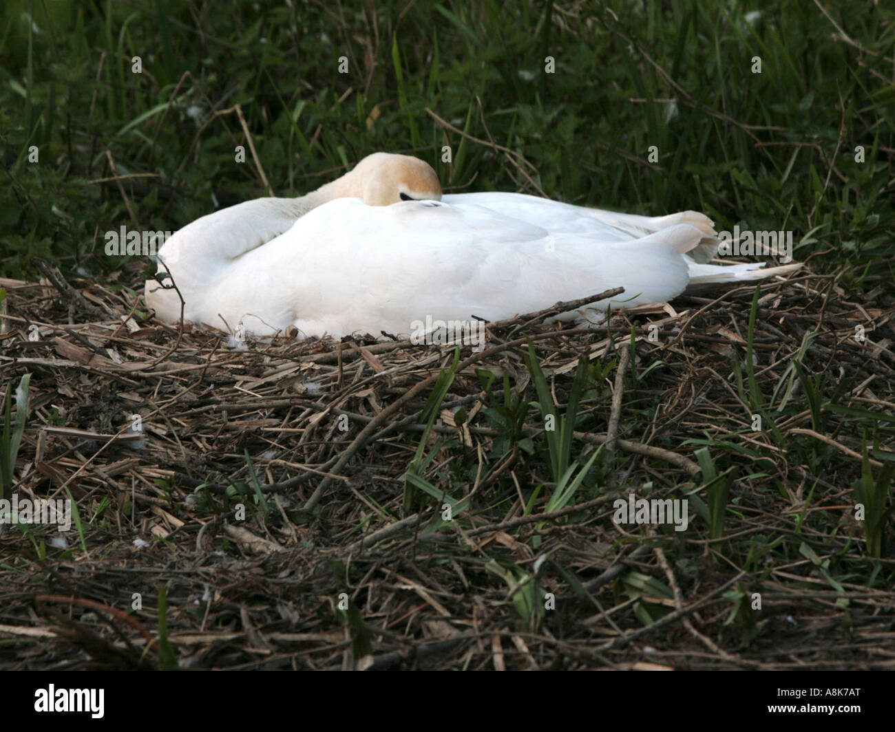 A swan asleep sitting on his nest Stock Photo - Alamy