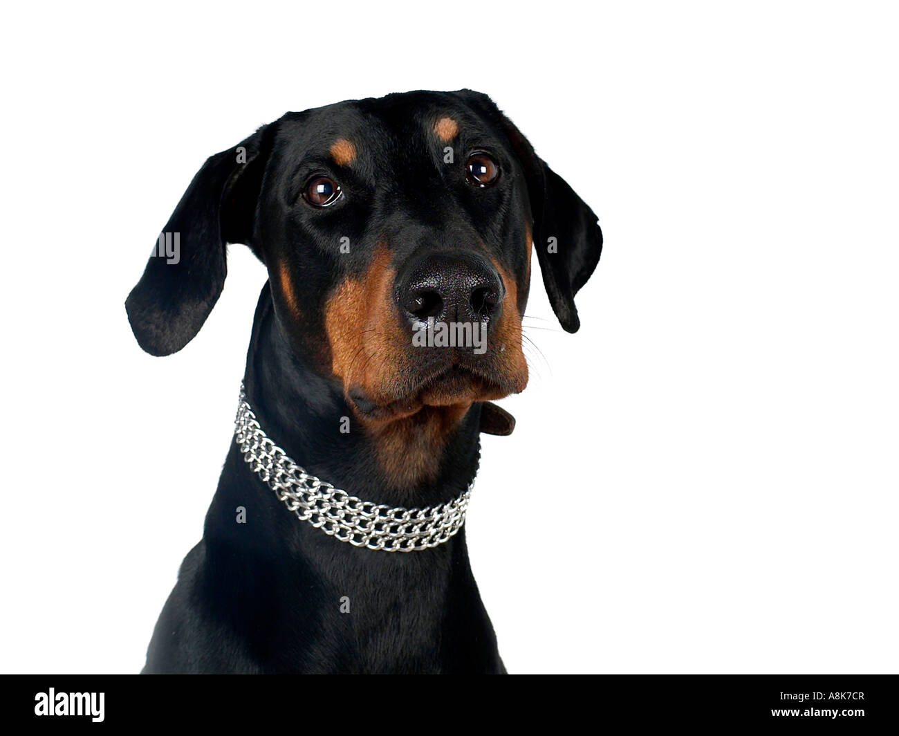 Sad doberman hi-res stock photography and images - Alamy