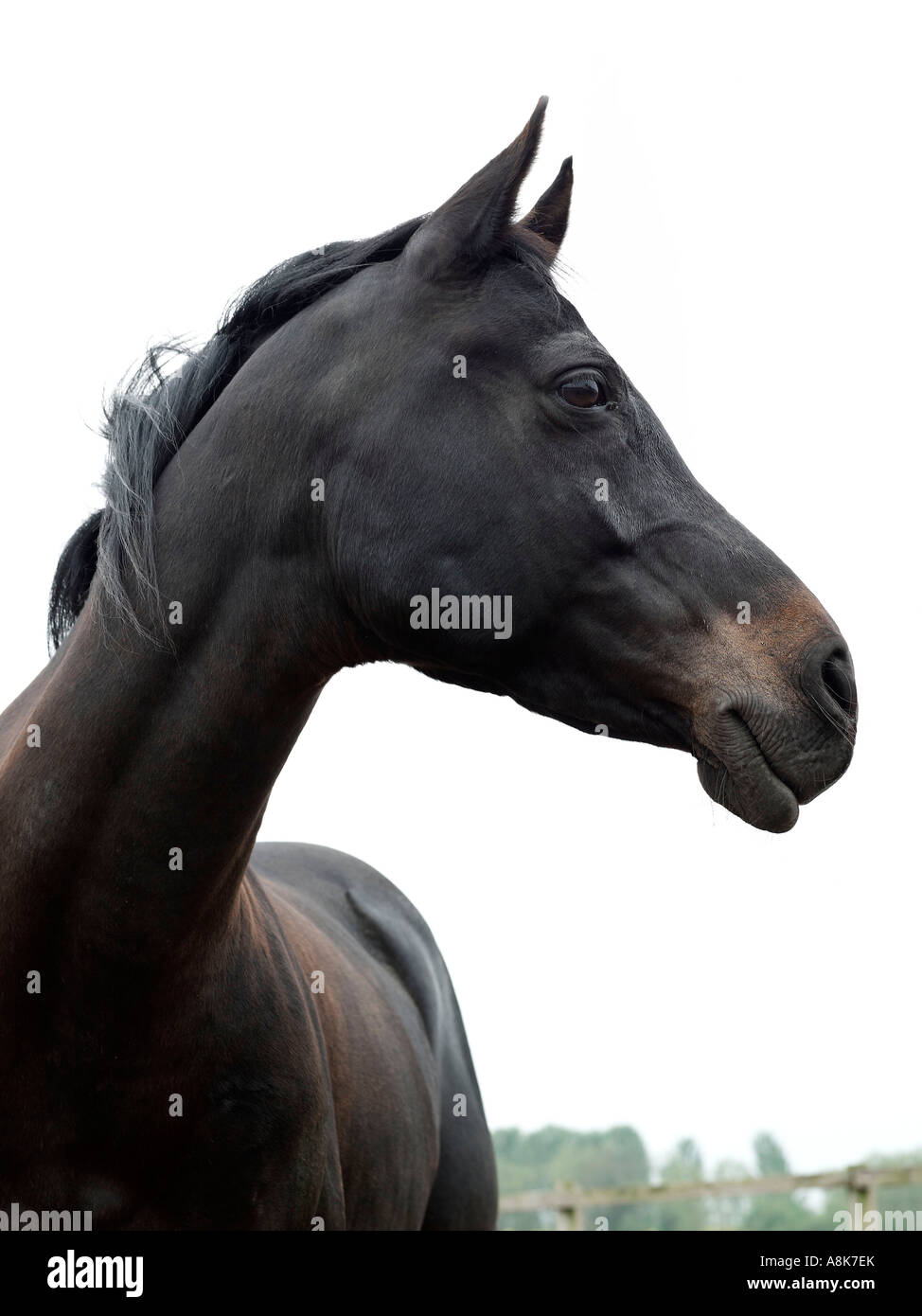 The head of a black stallion Stock Photo - Alamy