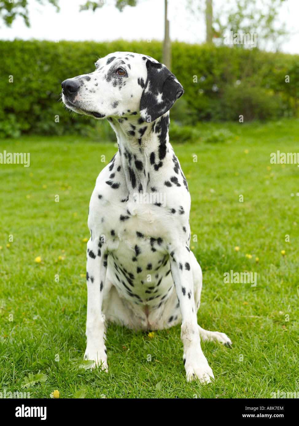 A dalmation sitting in the garden Stock Photo - Alamy