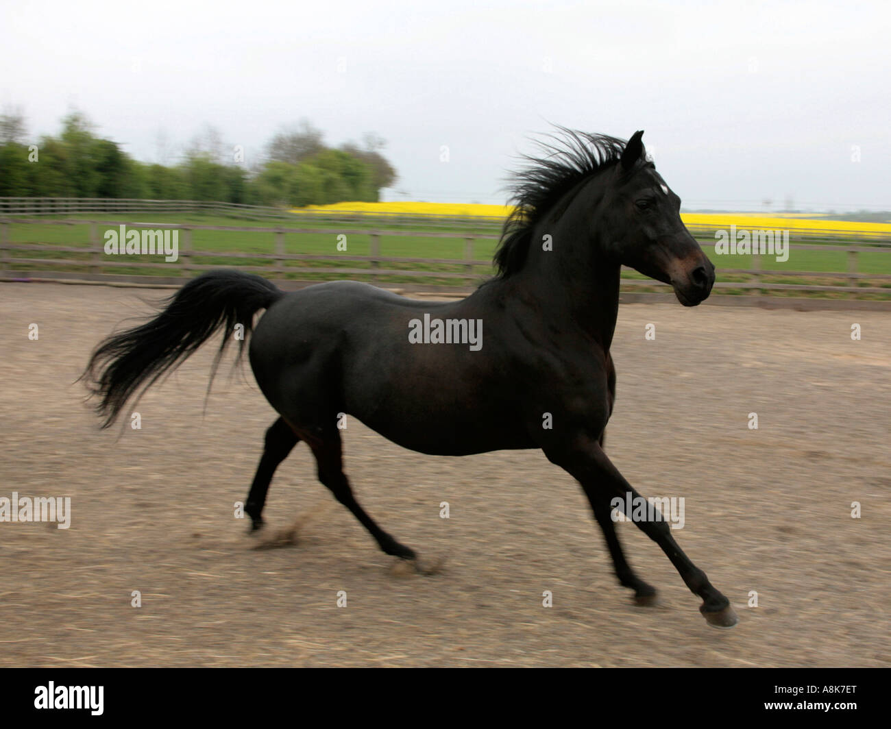 Black arab hi-res stock photography and images - Alamy