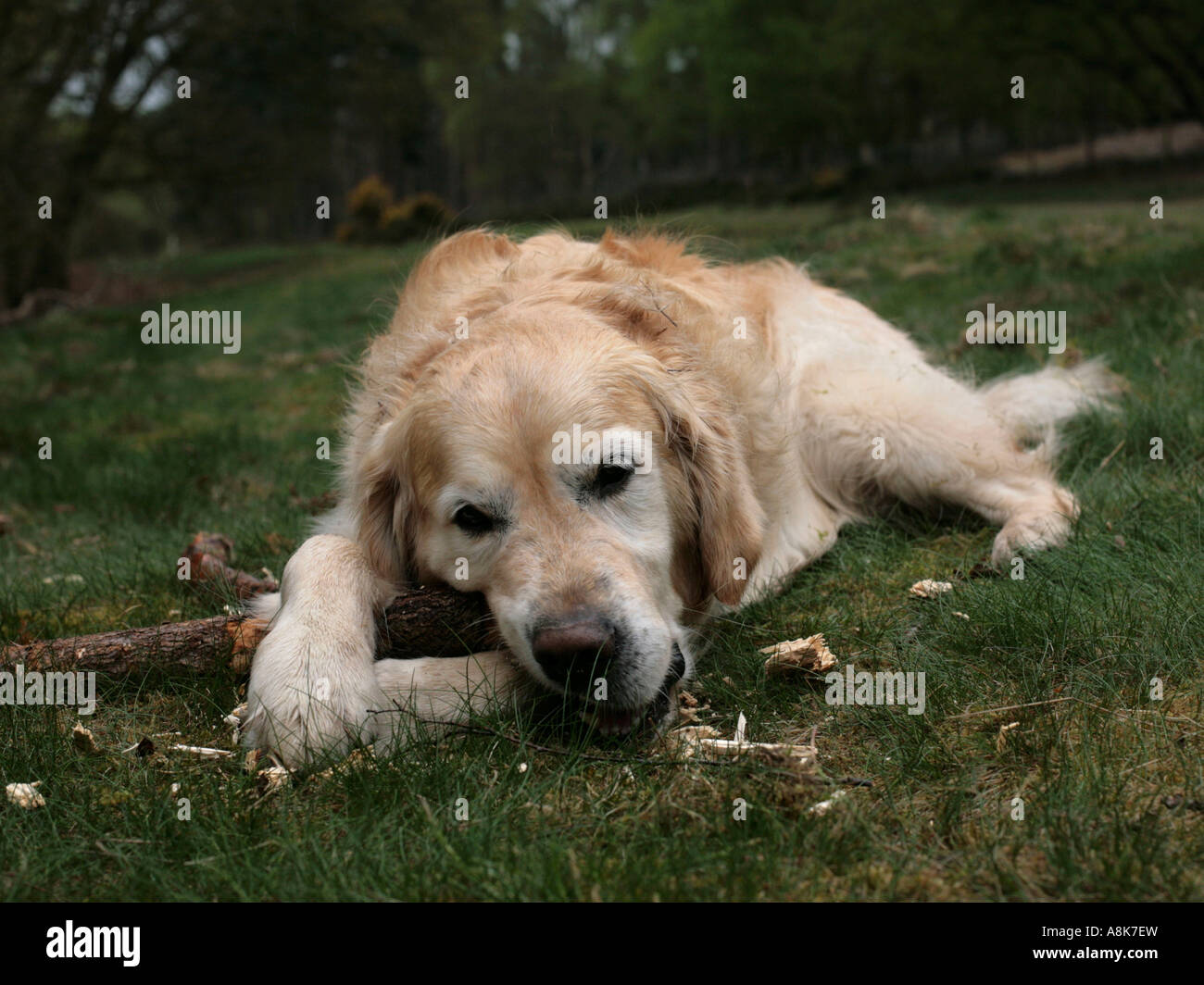 Dog eating a stick hi-res stock photography and images - Alamy