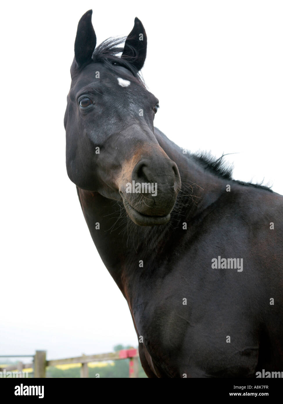 Arabian Steed High Resolution Stock Photography and Images - Alamy